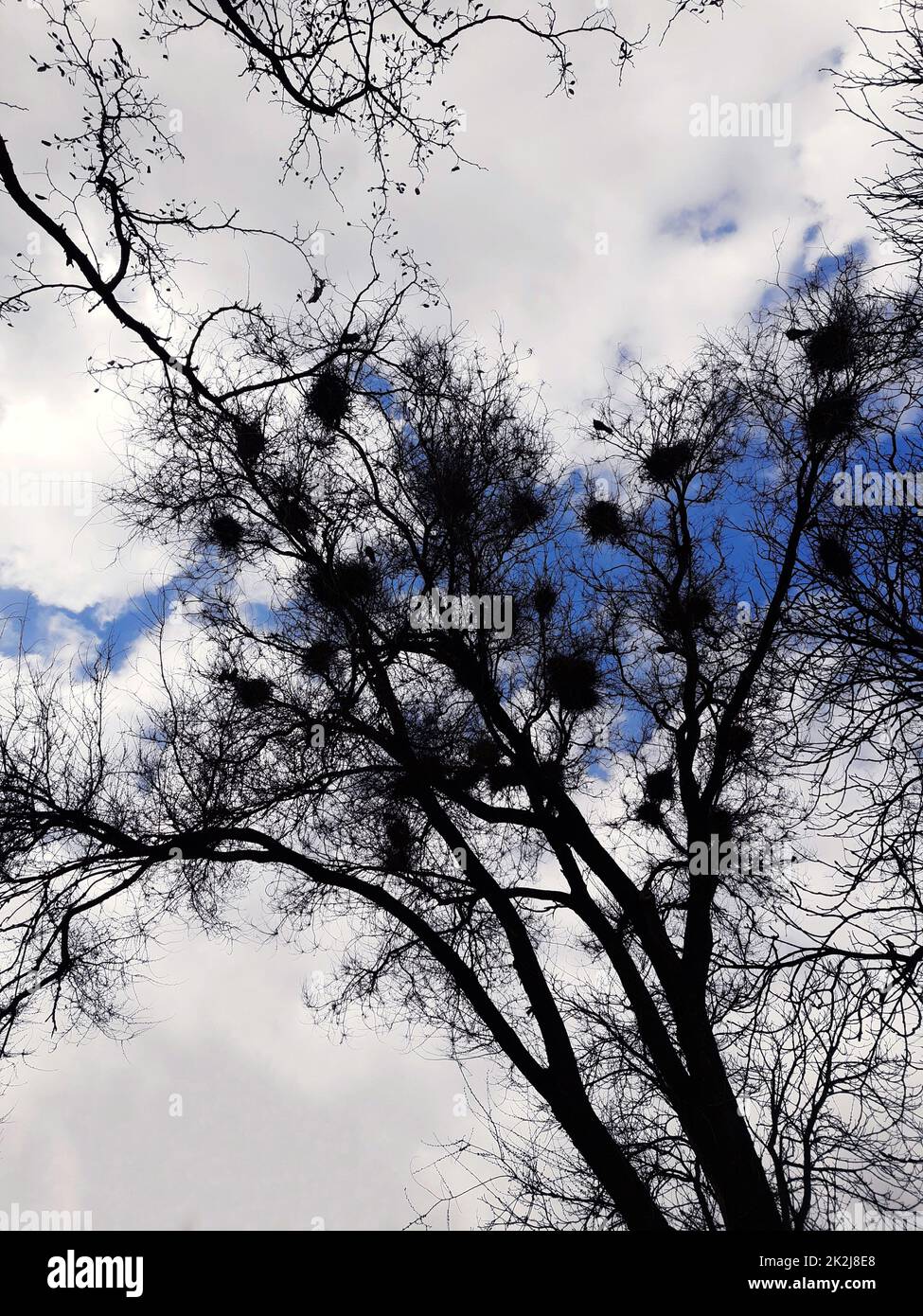 Crows nest in a tree Stock Photo - Alamy