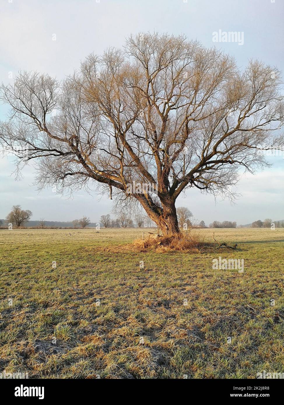 tree in winter Stock Photo - Alamy