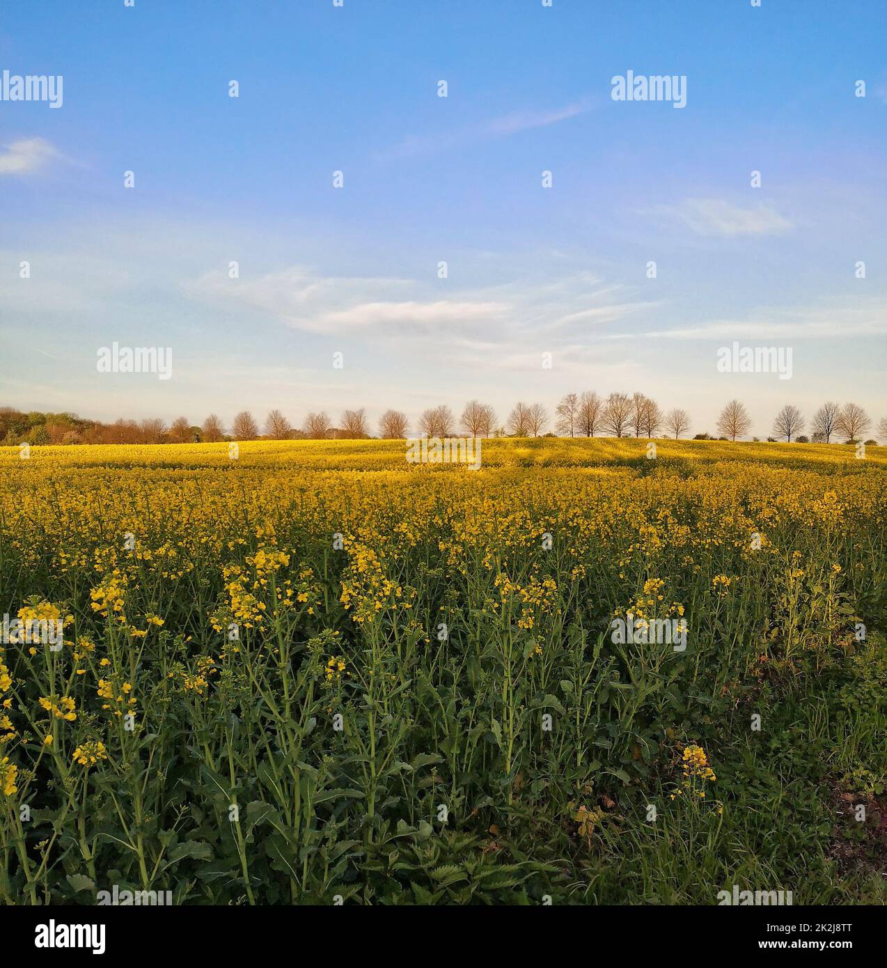 Insekten im sommer hi-res stock photography and images - Alamy