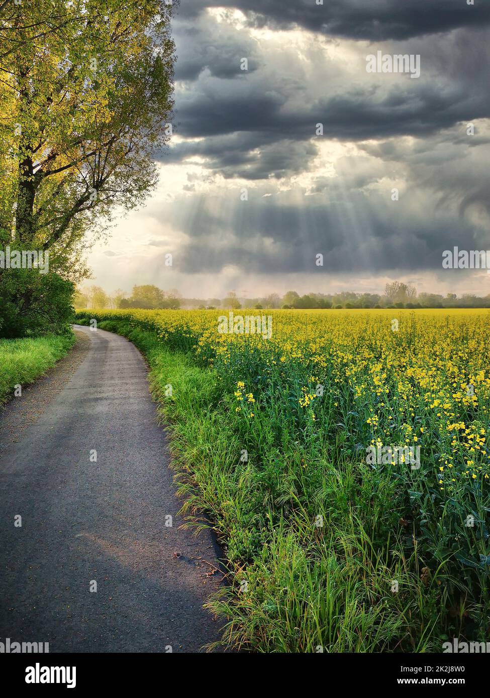 Rapeseed blossom hi-res stock photography and images - Alamy
