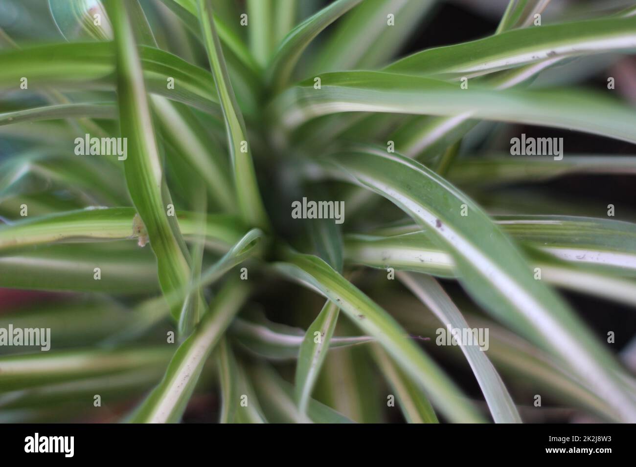Green leaves jute plant hi-res stock photography and images - Alamy