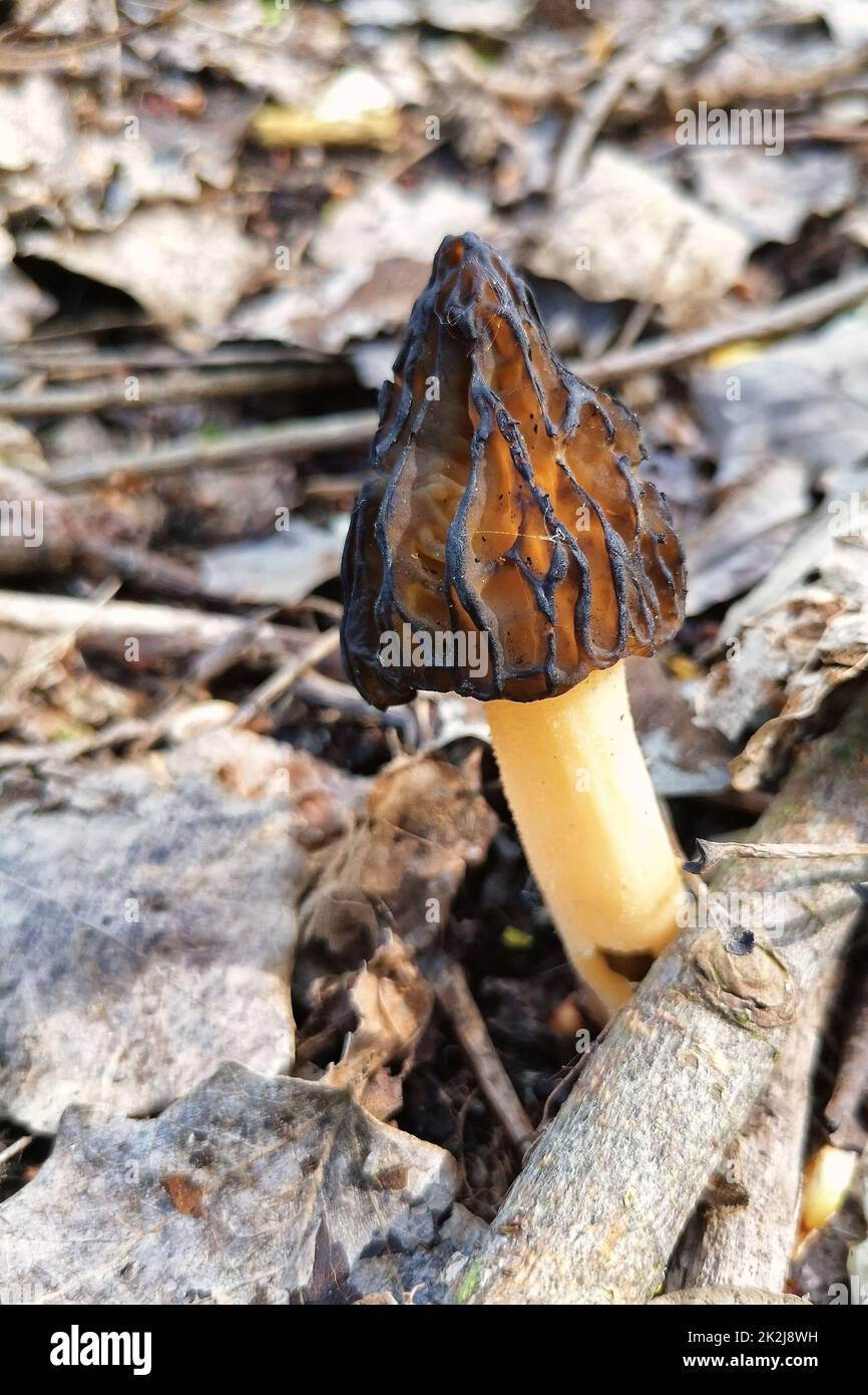 Morel mushroom morchella conica hi-res stock photography and images - Alamy