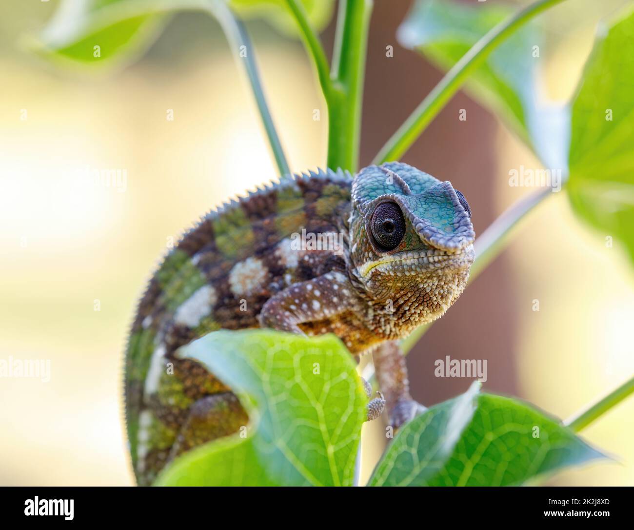 Panther chameleon, Furcifer pardalis, Masoala Madagascar Stock Photo ...