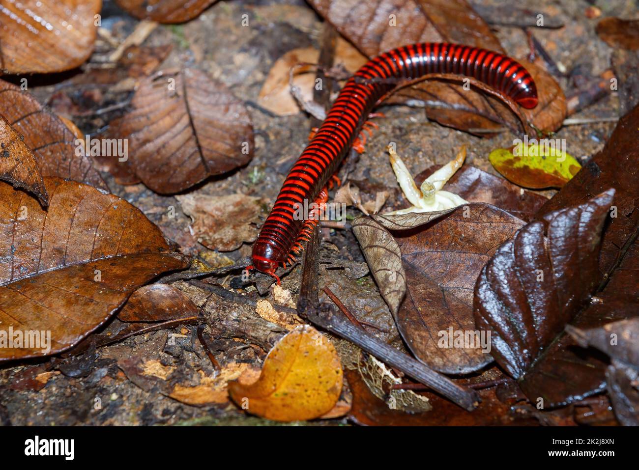 Madagascan Fire Millipede, Masoala Madagascar Stock Photo - Alamy