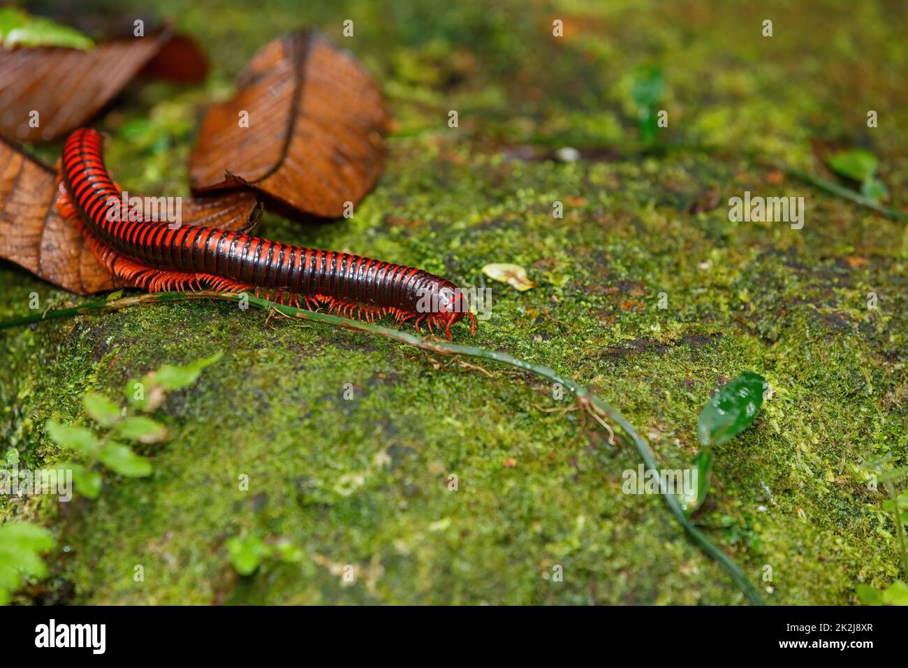 Fire millipede hi-res stock photography and images - Alamy