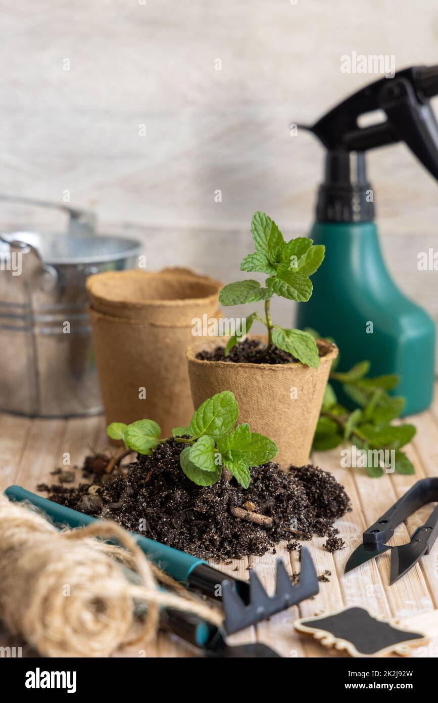 Mint seedlings in biodegradable pots near garden tools. Indoor ...