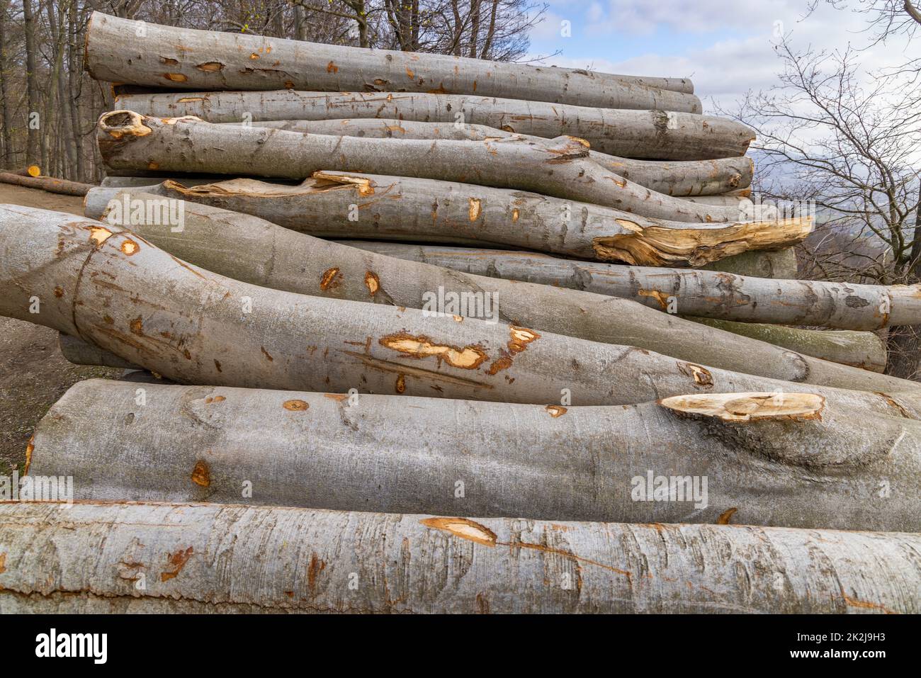 Woodworking industry, pruned trees on a wood dump Stock Photo - Alamy