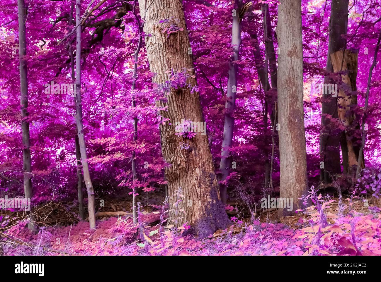 Infrared cherry blossom tree hi-res stock photography and images - Alamy