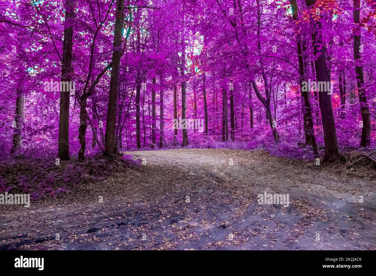 Infrared cherry blossom tree hi-res stock photography and images - Alamy