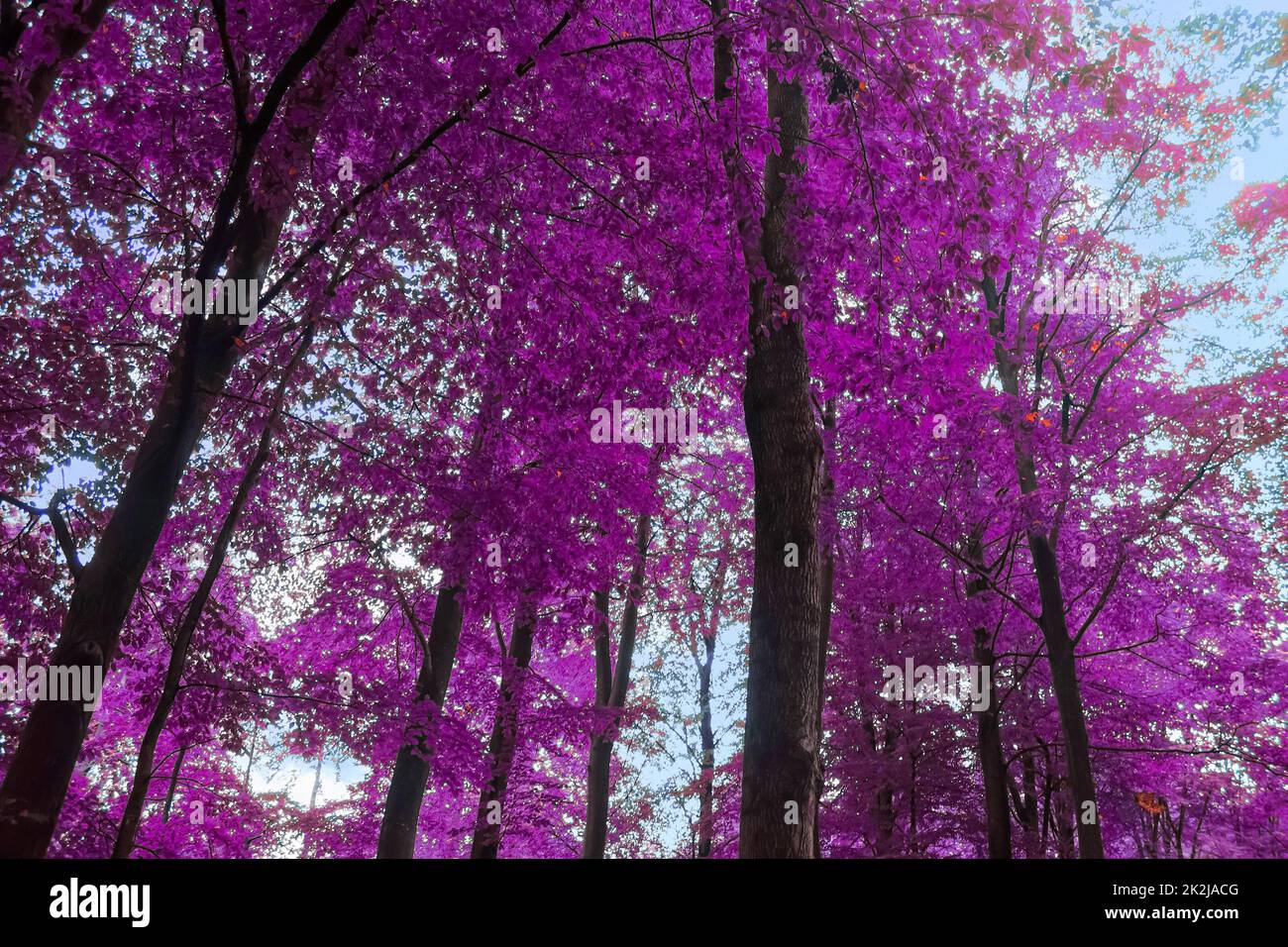 Infrared cherry blossom tree hi-res stock photography and images - Alamy