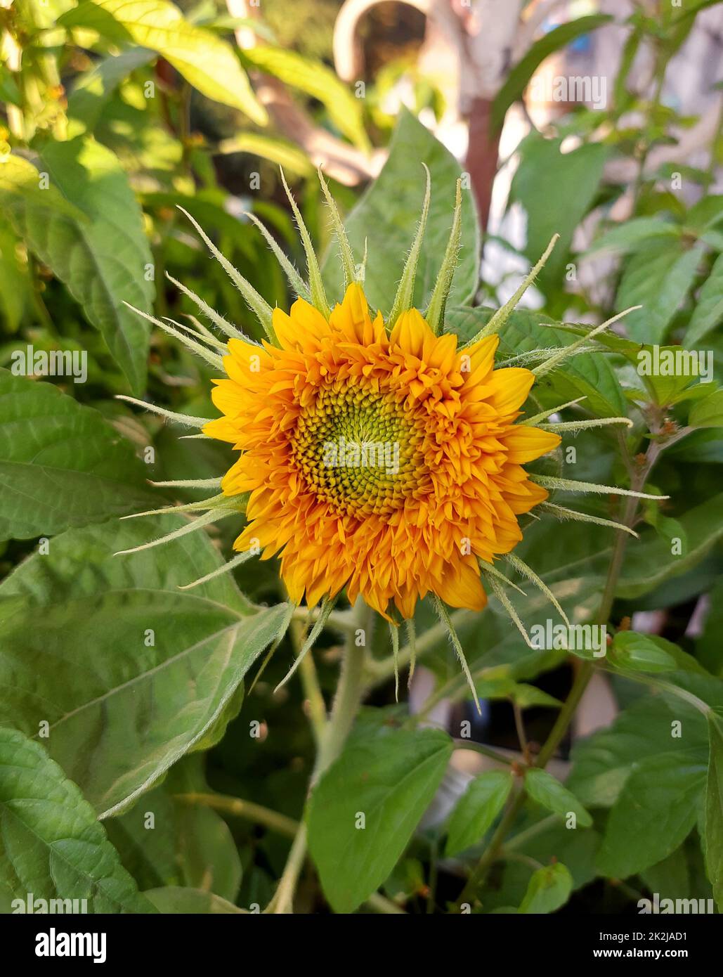Blooms for single day hi-res stock photography and images - Alamy