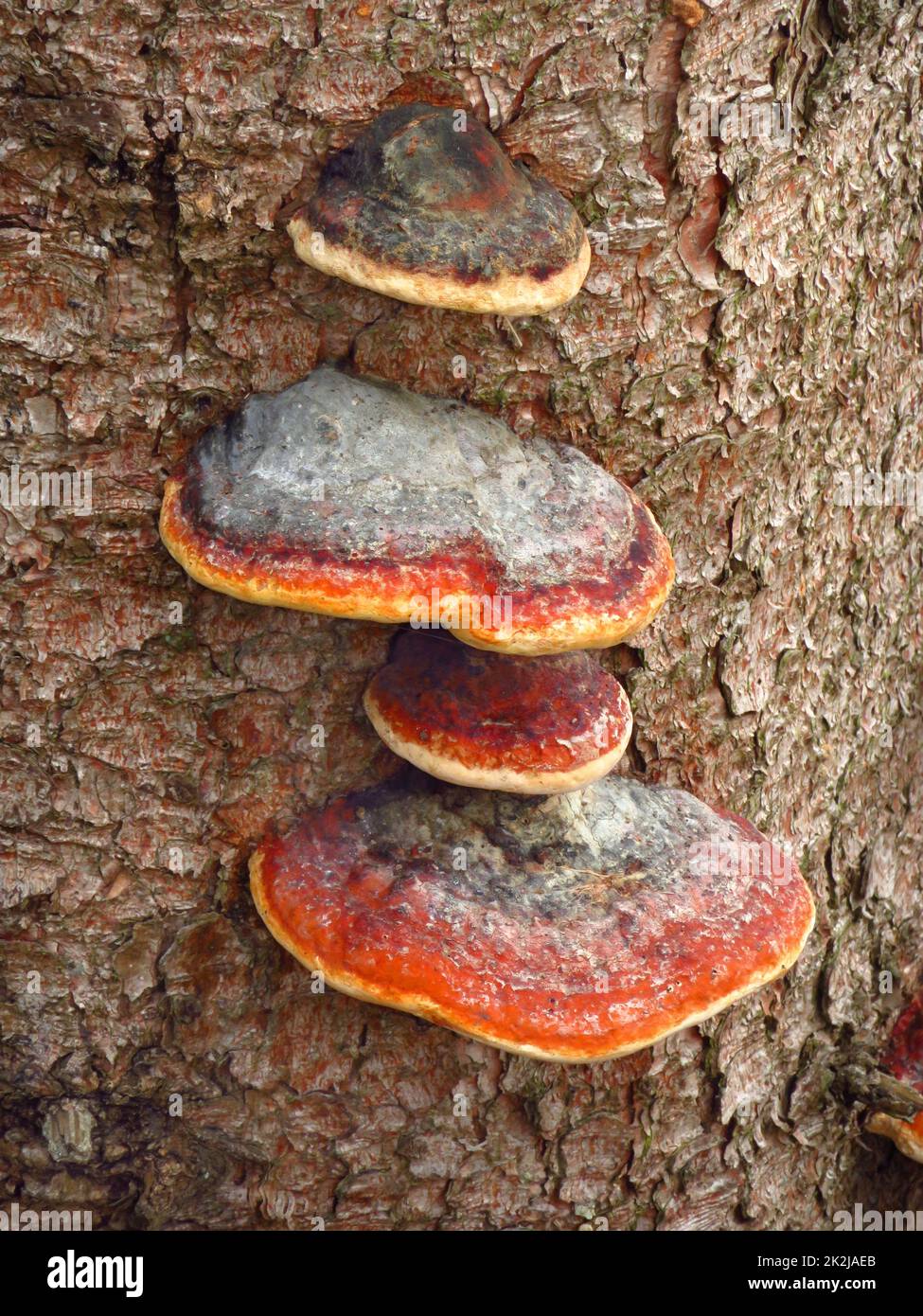 Red-belted conk, Rotrandiger Baumschwamm, Fomitopsis pinicola Stock ...