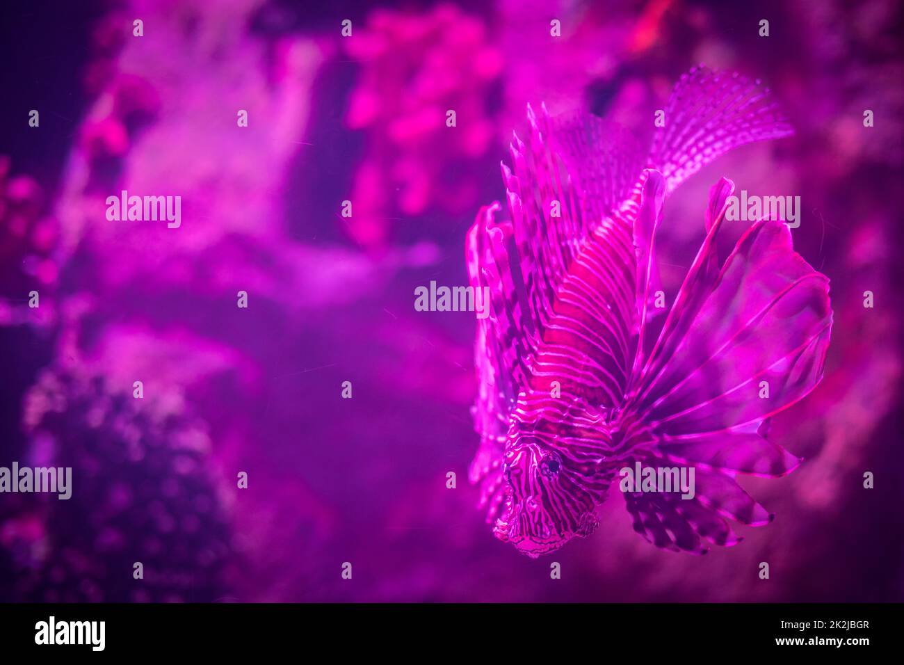 Beautiful and dangerous red lionfish Stock Photo - Alamy