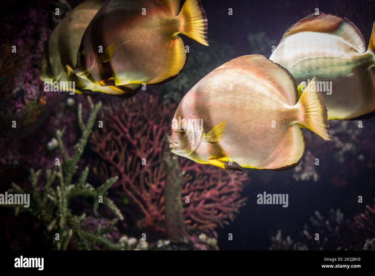 Exotic fish in an aquarium Stock Photo - Alamy