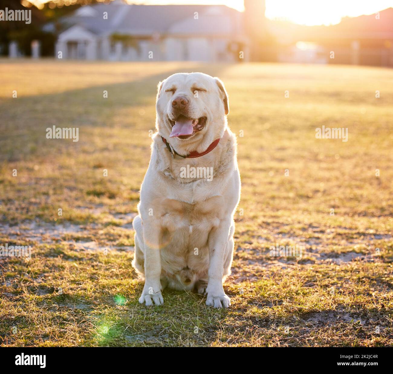 Labrador in the grass hi-res stock photography and images - Alamy
