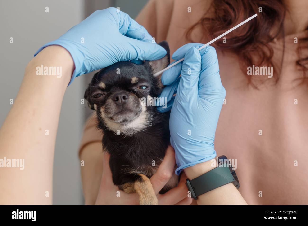 Vet takes swab from dog's ear. Pet on owners hand Stock Photo - Alamy