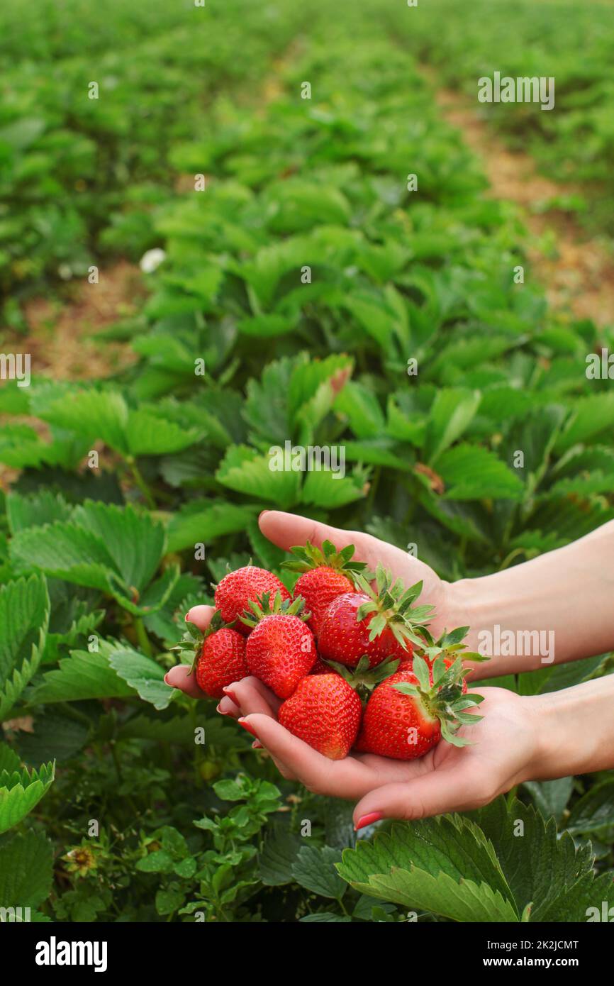 Woman hands holding freshly picked strawberries in both hands, self ...