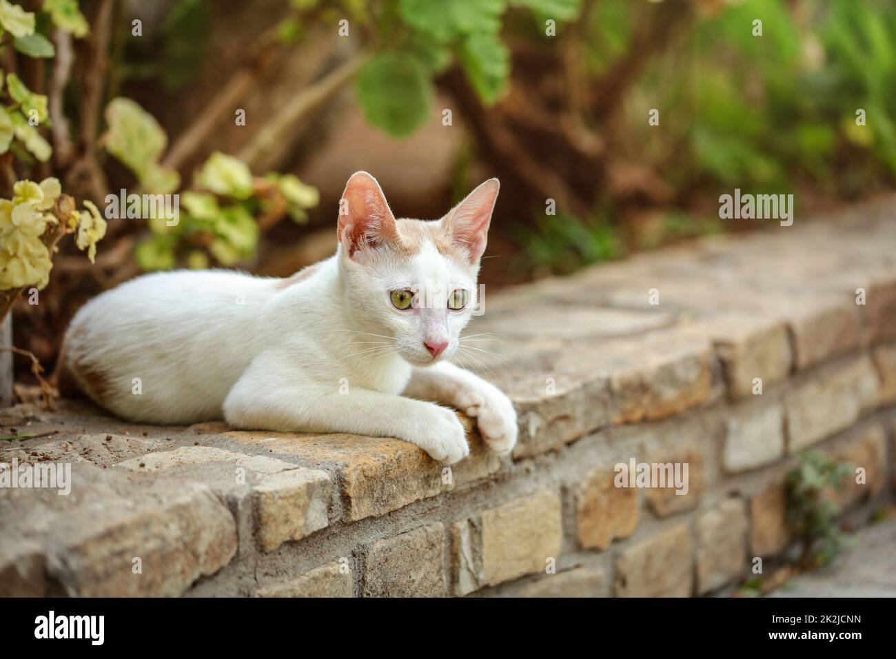 White stray cat laying on the pathway curb, green bushes and flowers ...