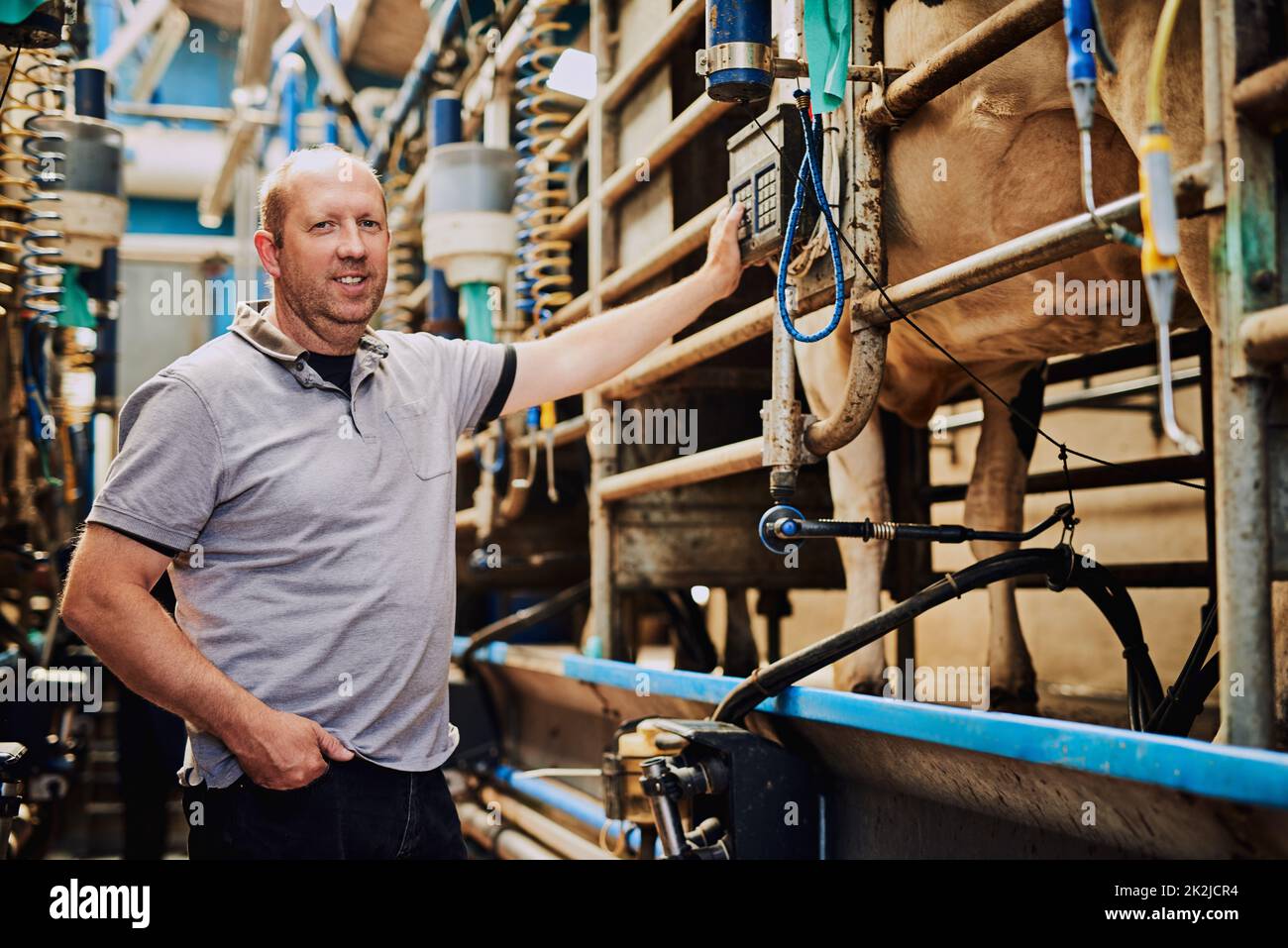 Shes a good weight. Cropped portrait of a male farmer weighing his cows ...