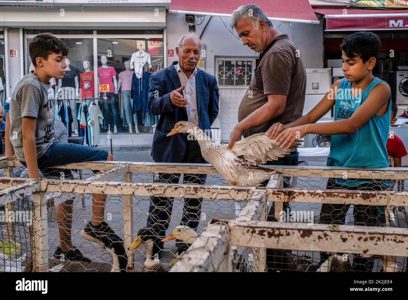 A man who wants to buy a goose asks about the situation of the goose ...