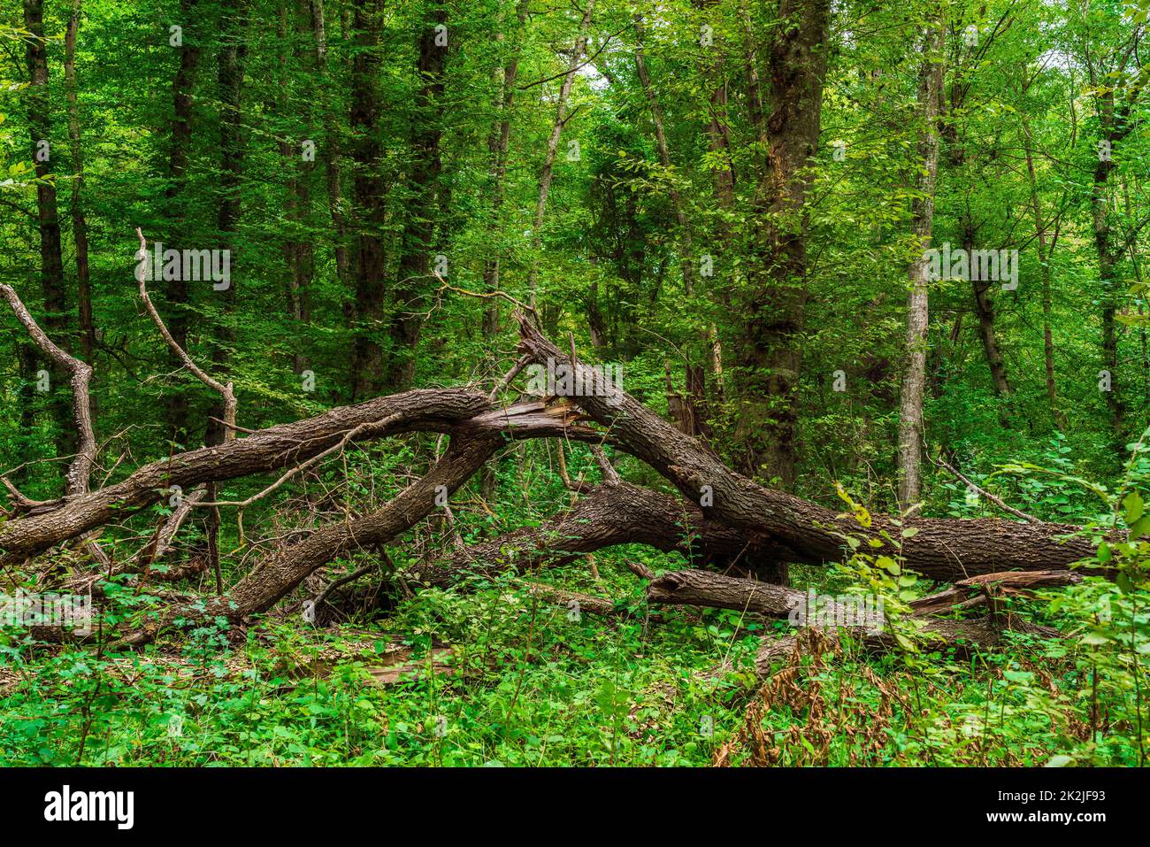 Fallen dry tree in the green forest Stock Photo - Alamy