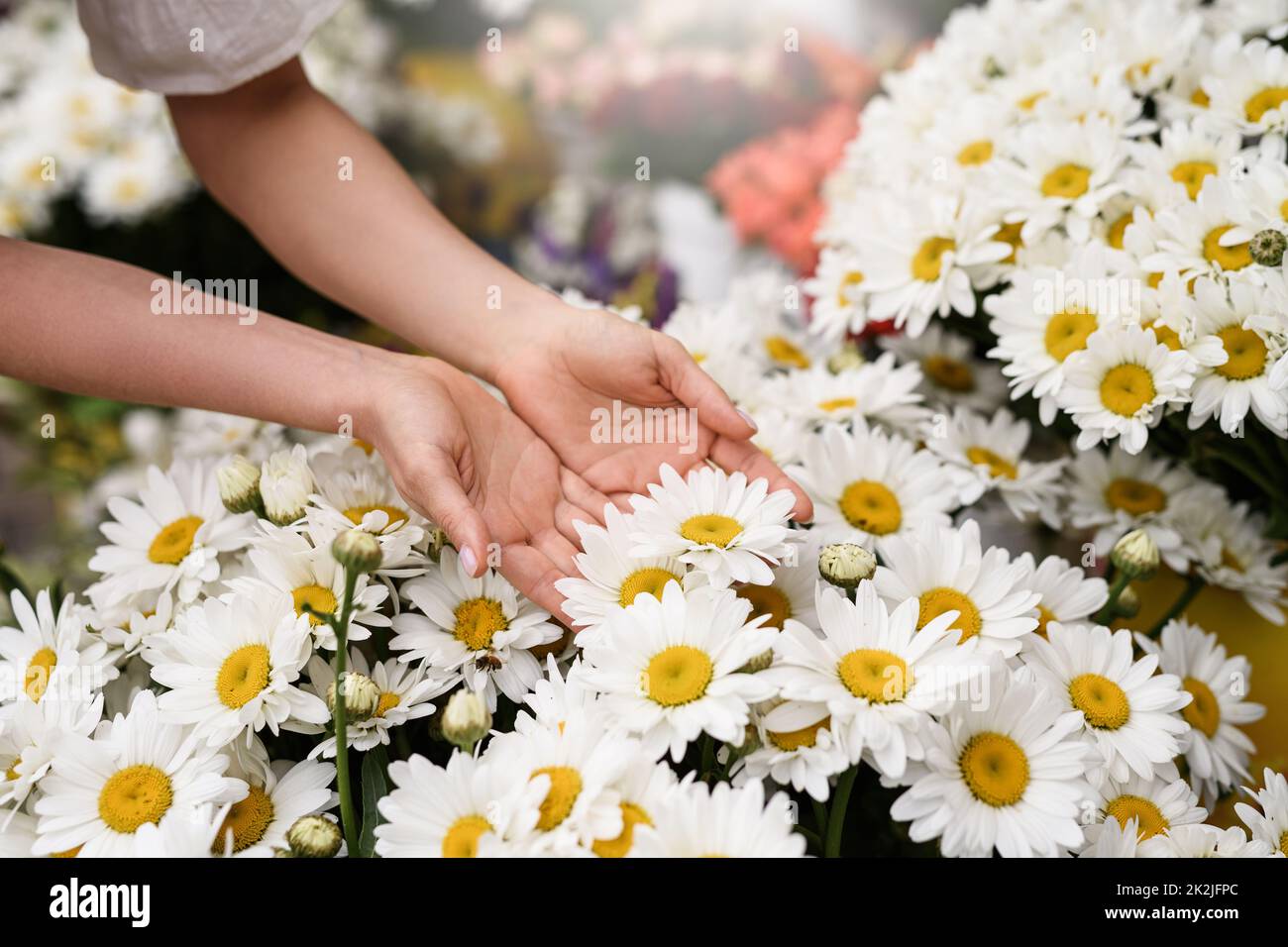 Beautiful bouquet of daisies hi-res stock photography and images - Alamy