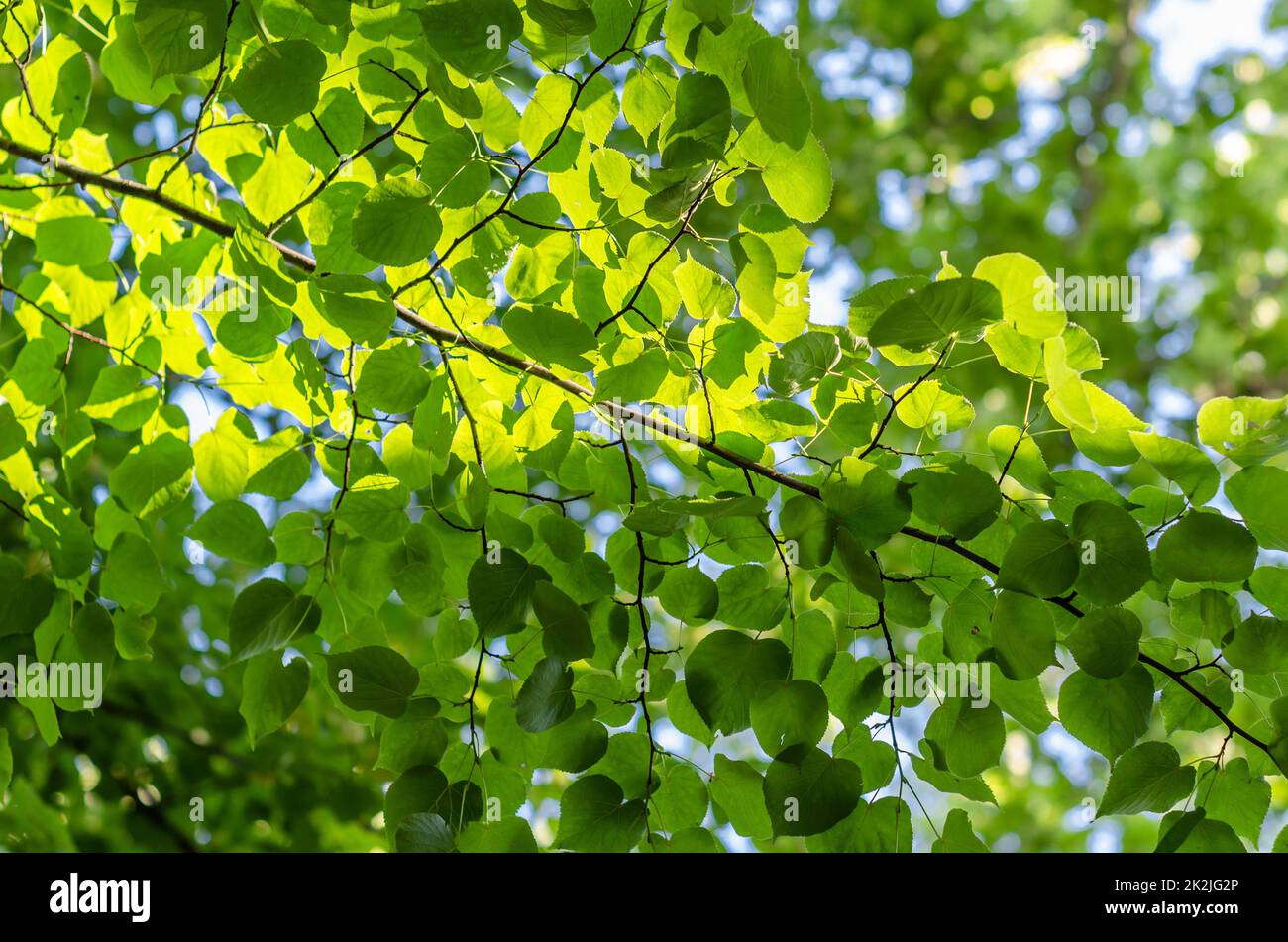 Green leaves spring hi-res stock photography and images - Alamy