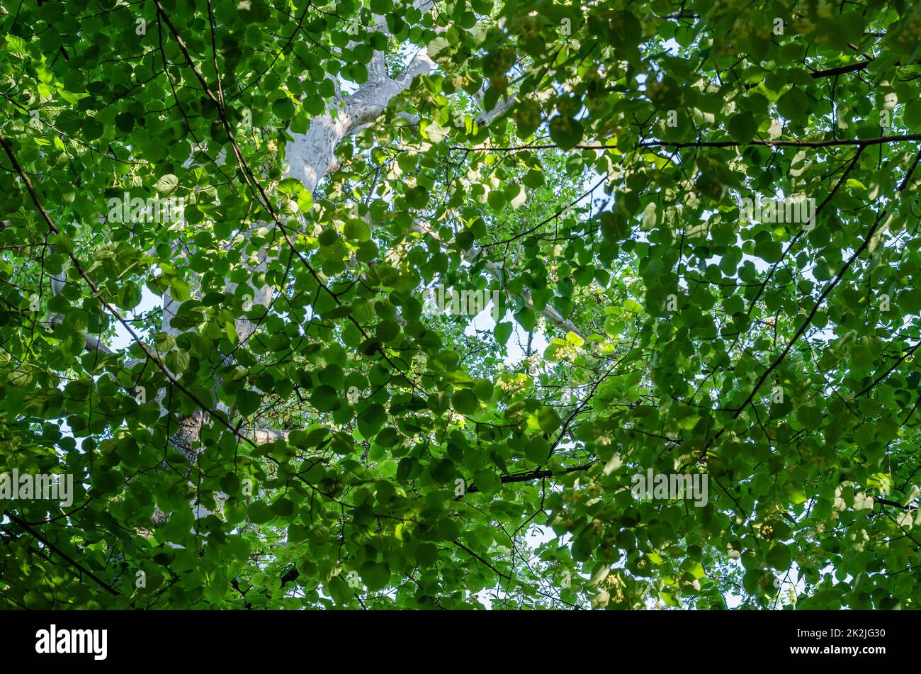 Beautiful fresh spring leaves hi-res stock photography and images - Alamy