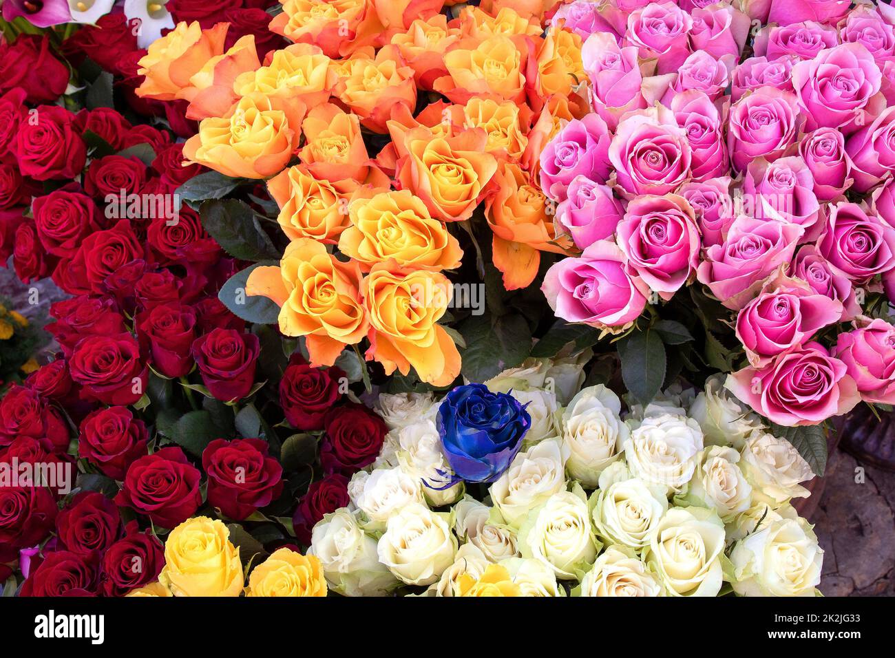 Colorful rose flowers in bloom Stock Photo - Alamy