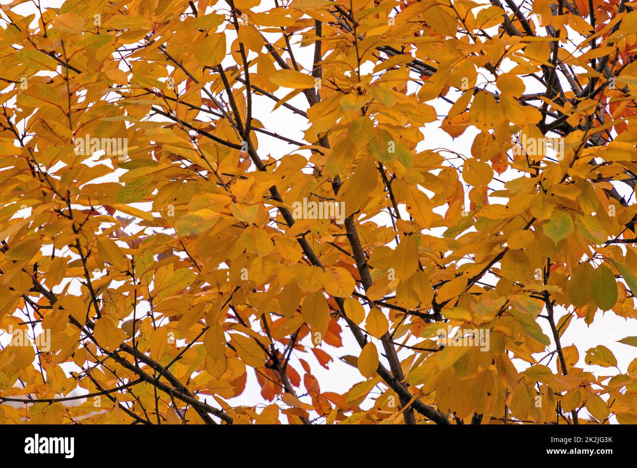Yellow leaves on tree Stock Photo - Alamy