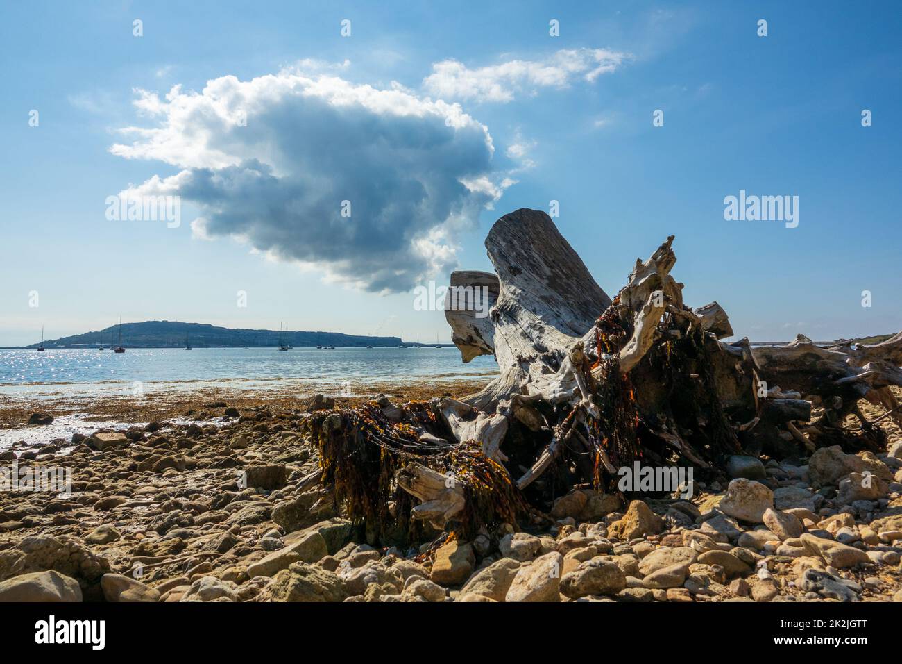 Property For Sale Castle Cove Weymouth at Joseph Avent blog