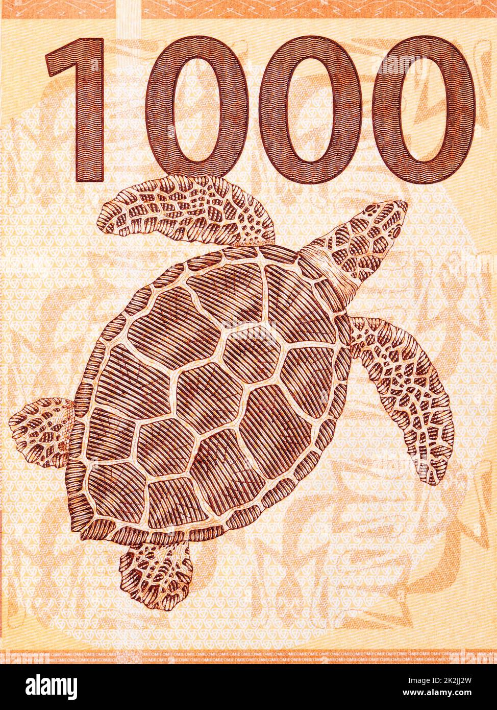 Tortoise from French Pacific Territories money Stock Photo - Alamy