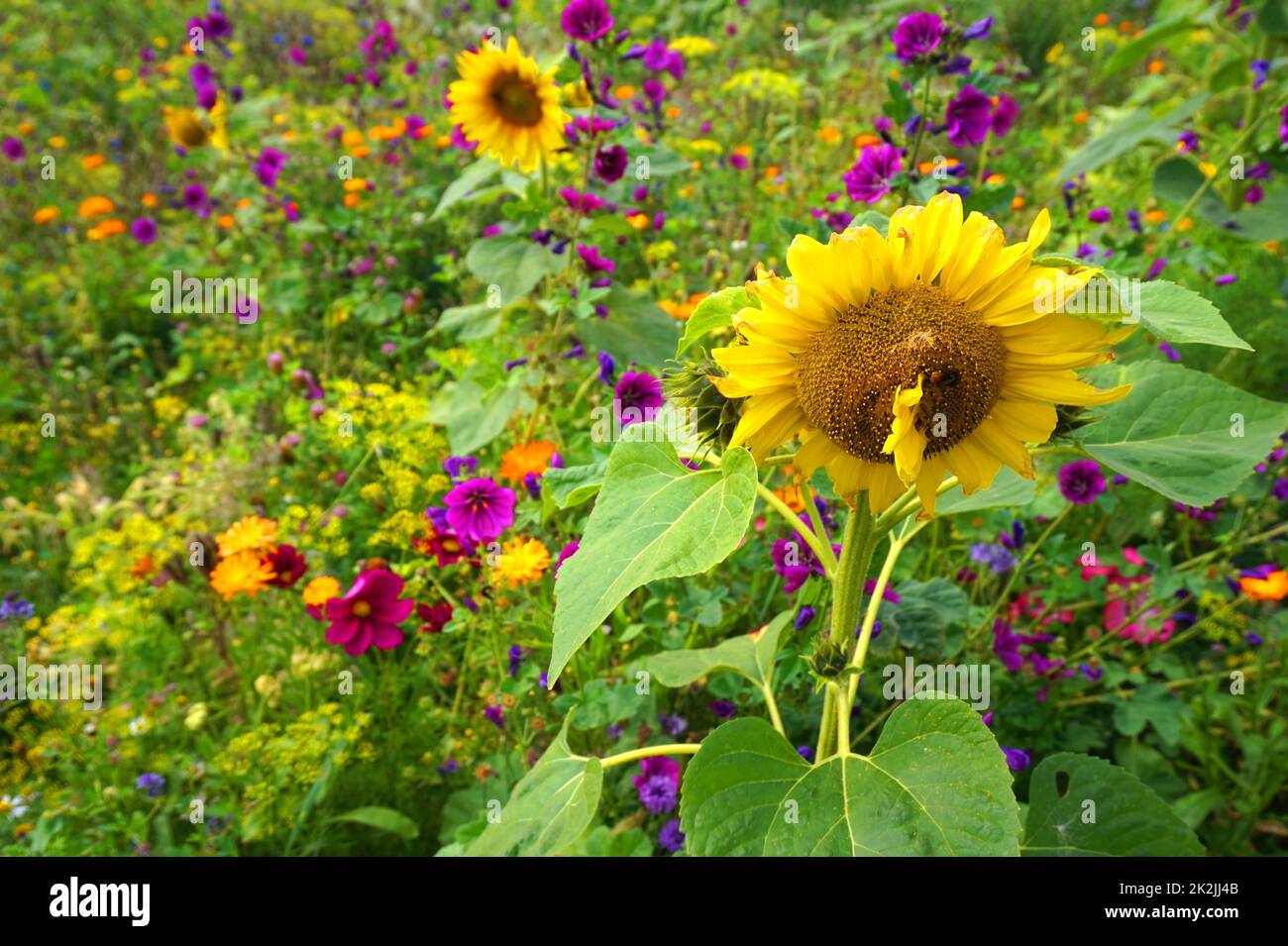 Summer background flowers garden hi-res stock photography and images ...