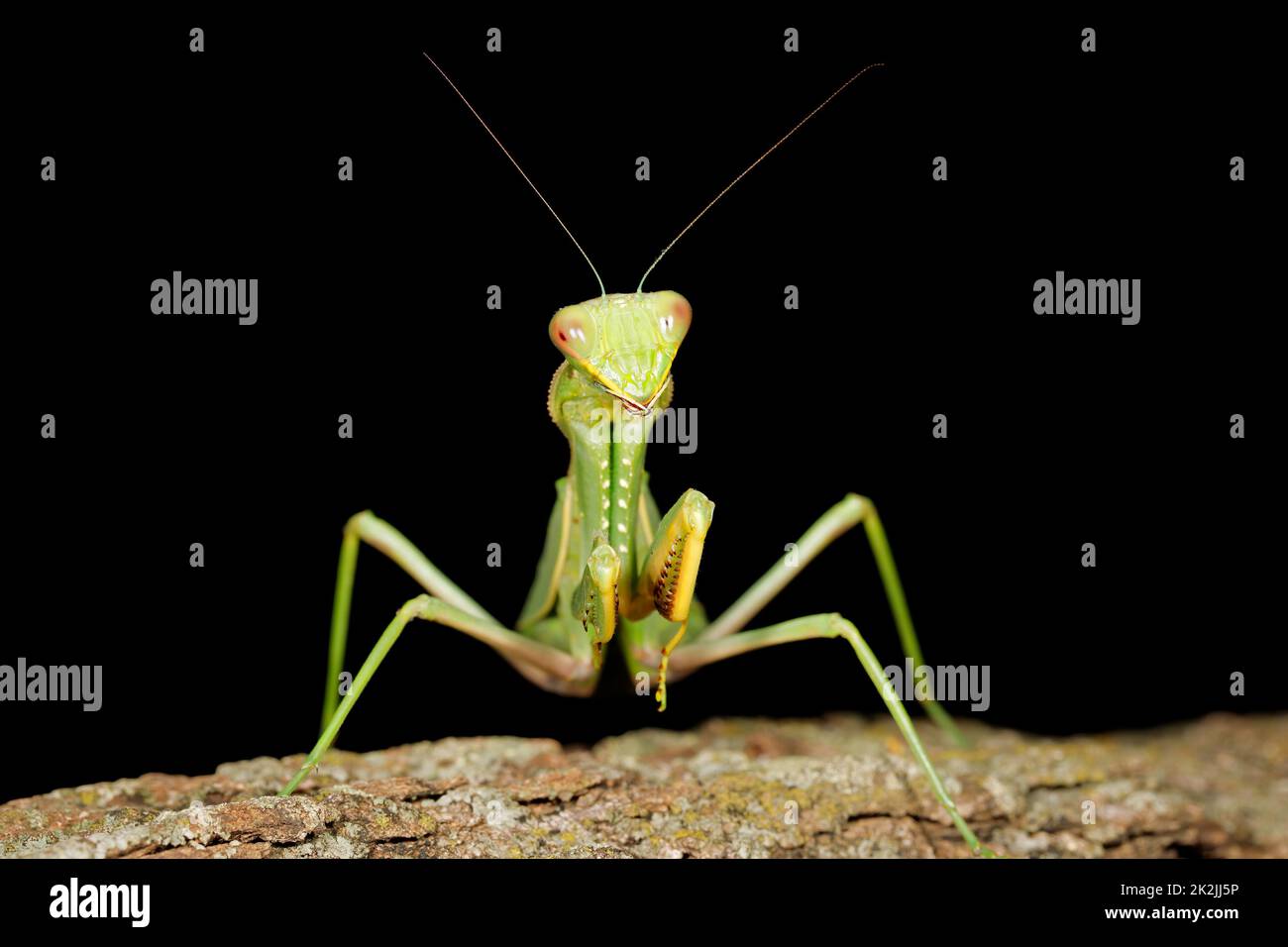 Common green mantis Stock Photo - Alamy