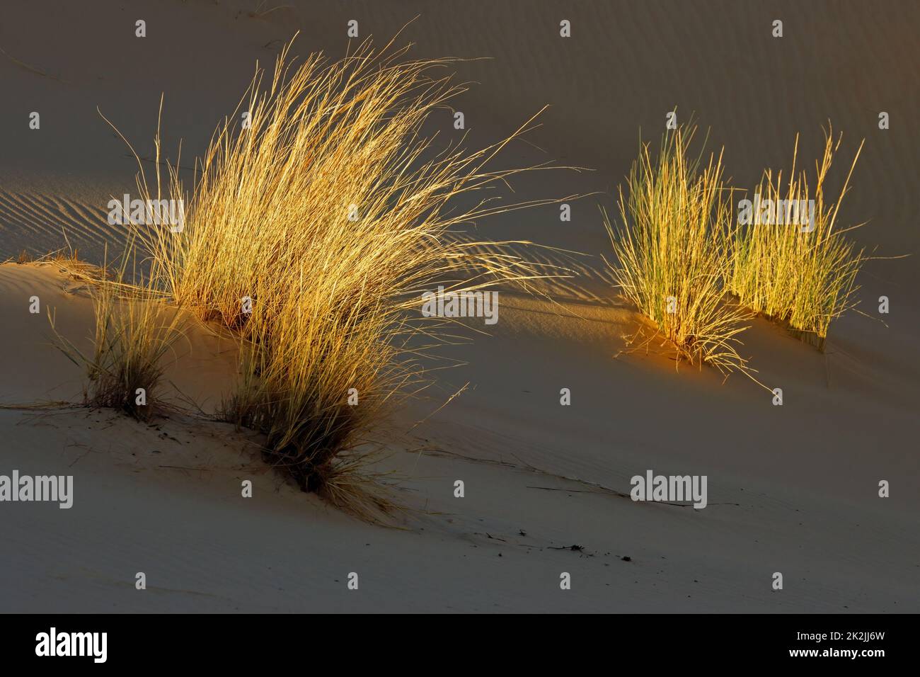 Grasses on desert sand dune Stock Photo - Alamy