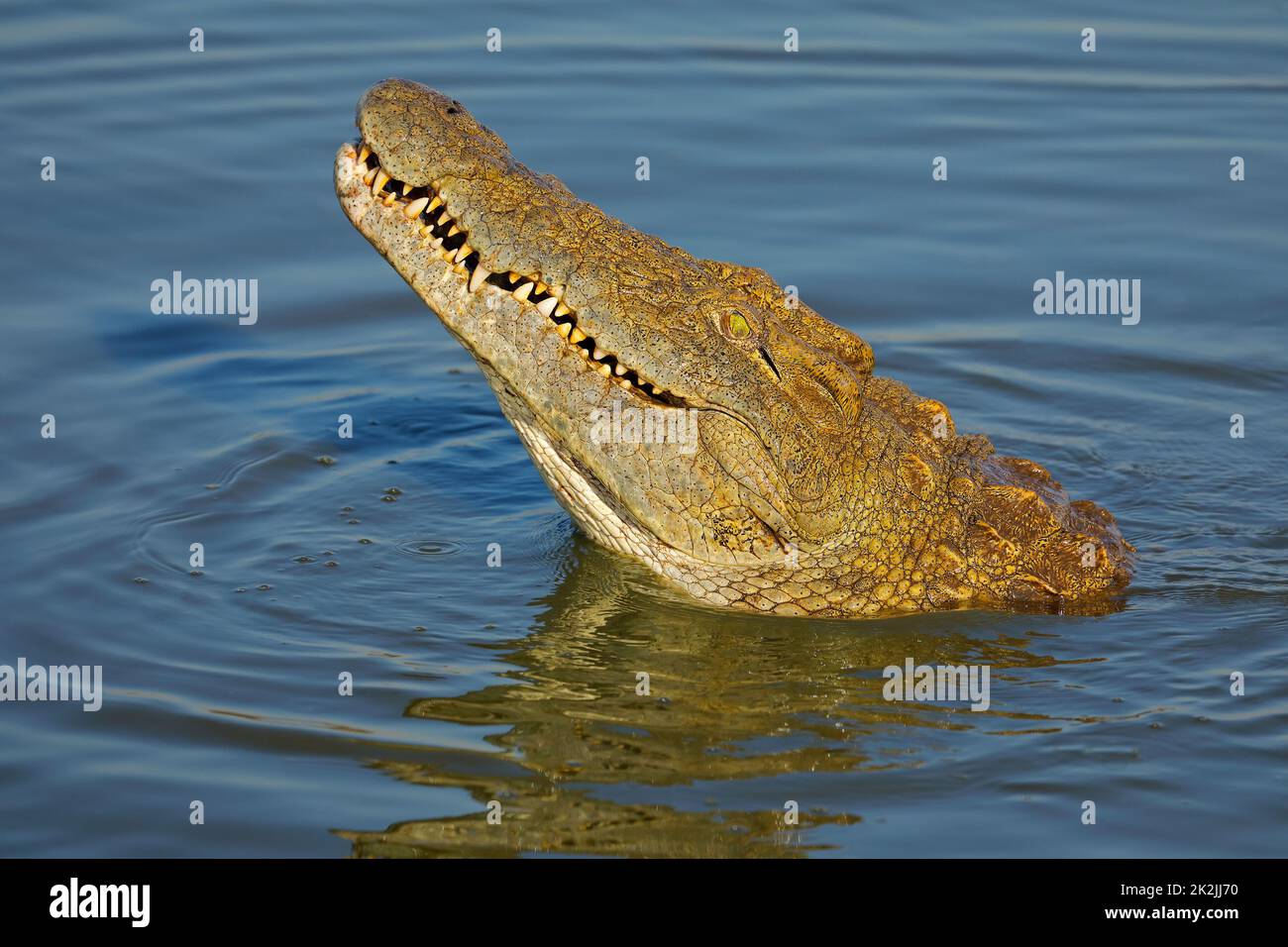 Nile crocodile portrait - Kruger National Park Stock Photo - Alamy