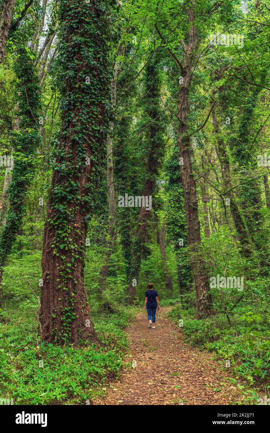 A girl walks along a path in a green forest among tall trees entwined ...