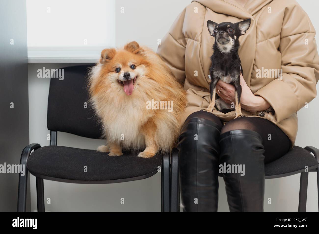 Woman with pets dogs sits on a chair in veterinary clinic, waiting for ...