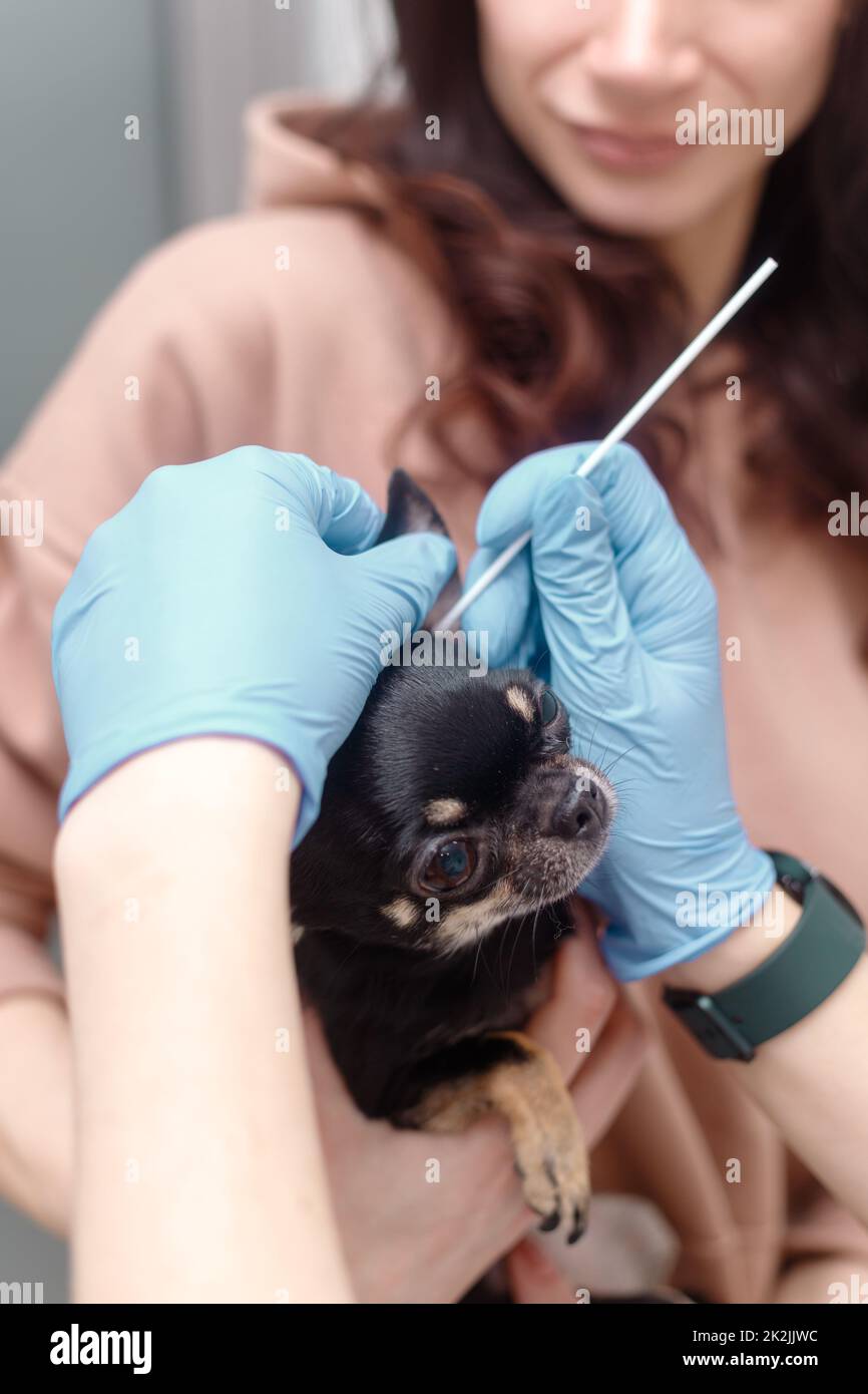 Vet takes swab from dog's ear. Pet on owners hand Stock Photo - Alamy