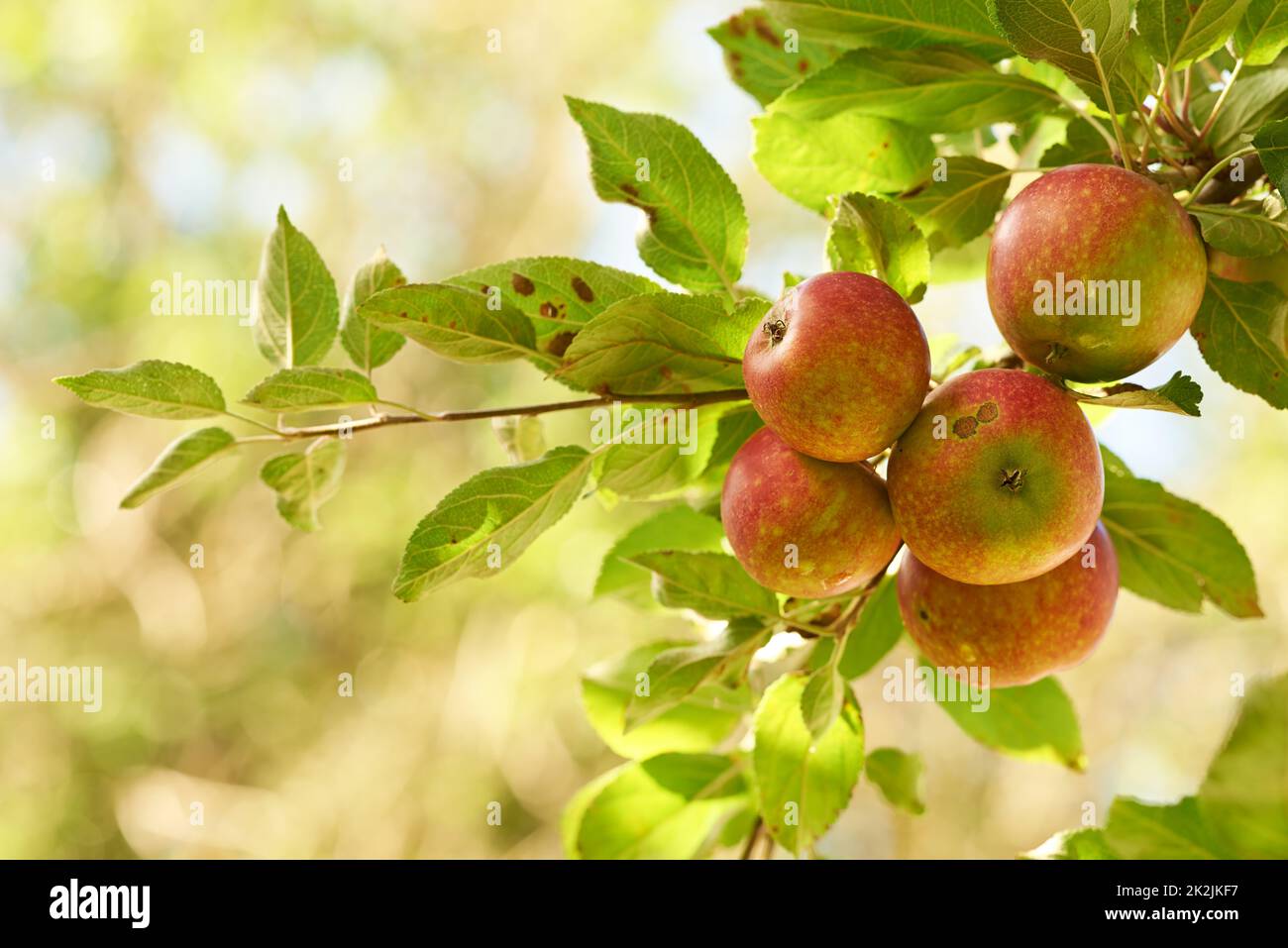 Eat apple tree hi-res stock photography and images - Alamy
