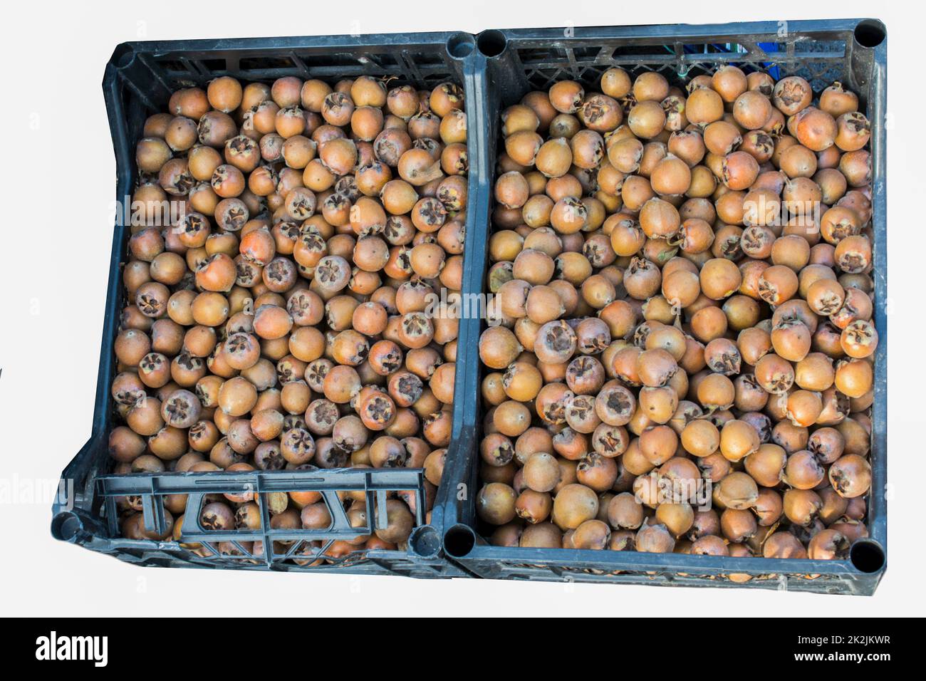Freshly picked up ripe medlar fruit species mespilus germanica Stock ...