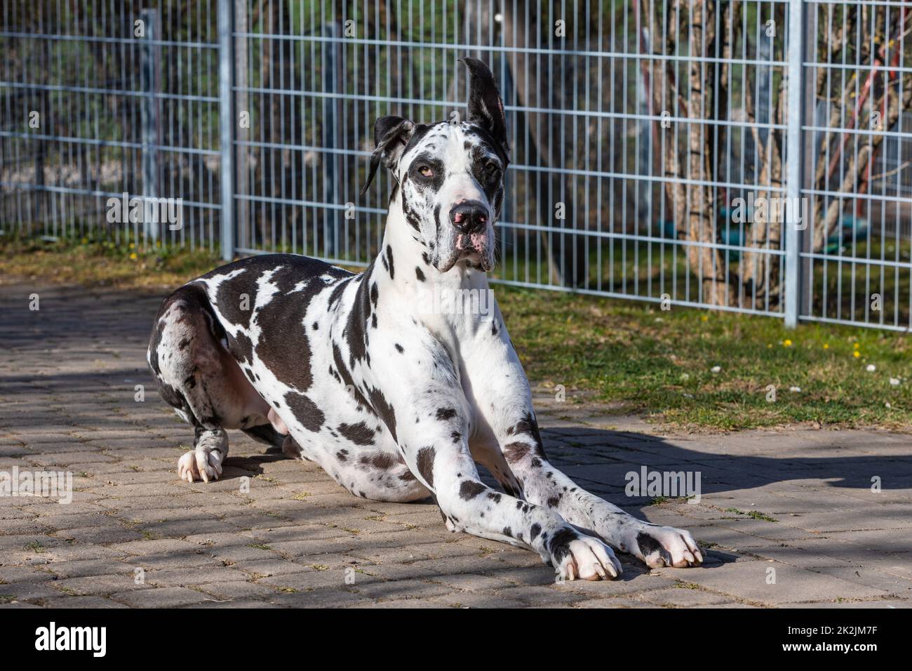 great dane lying on the ground Stock Photo - Alamy