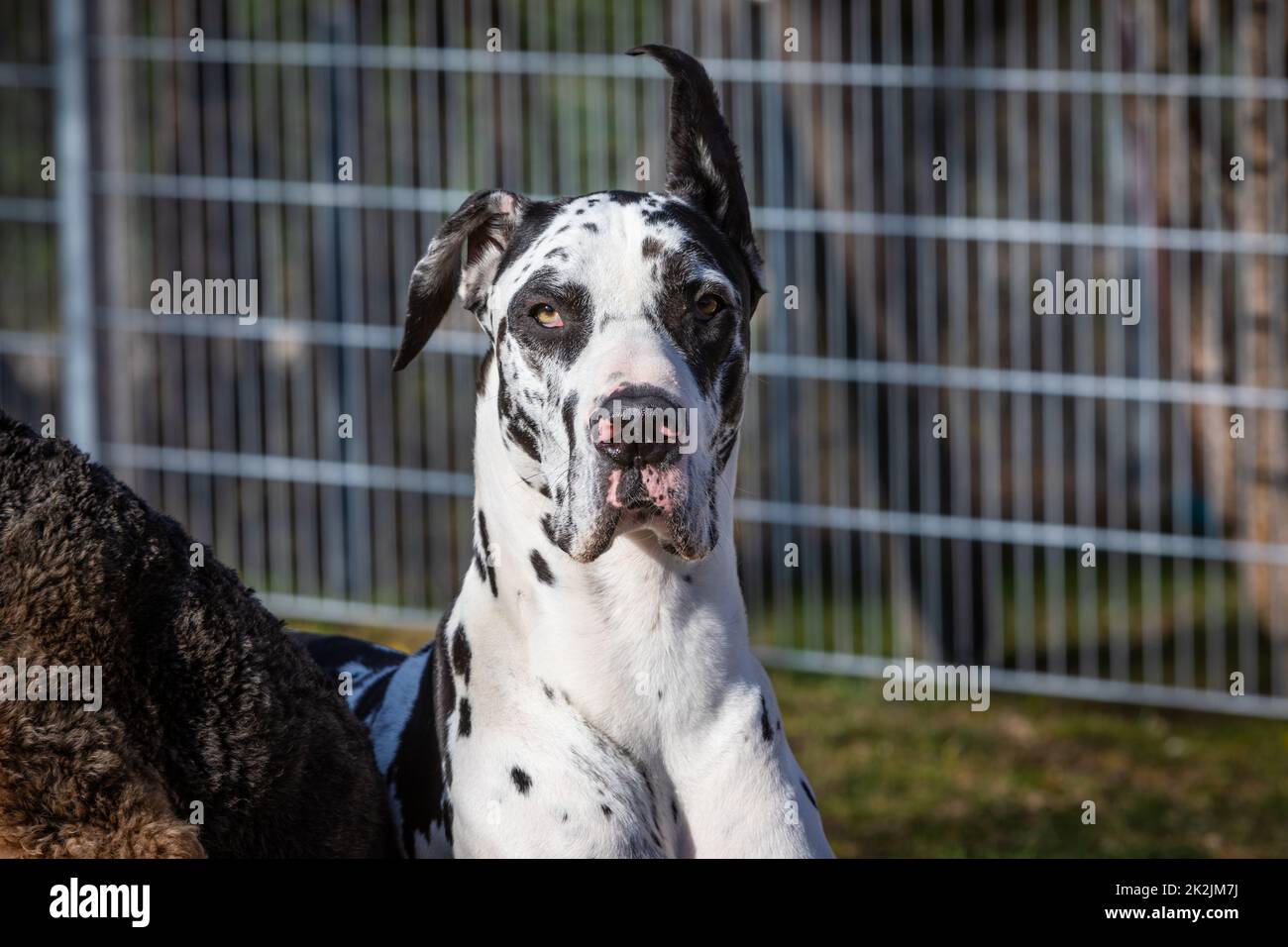 portrait of a great dane Stock Photo - Alamy