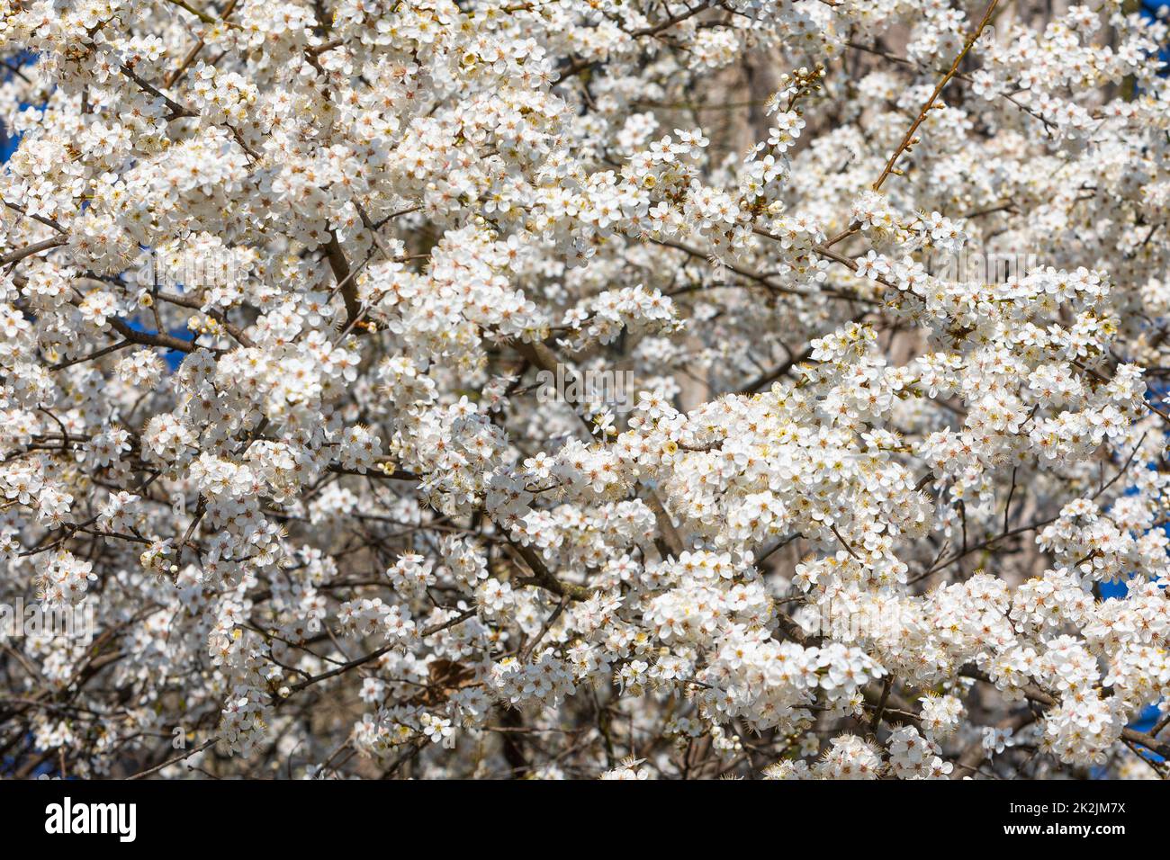 Spring blossoms in detail hi-res stock photography and images - Alamy