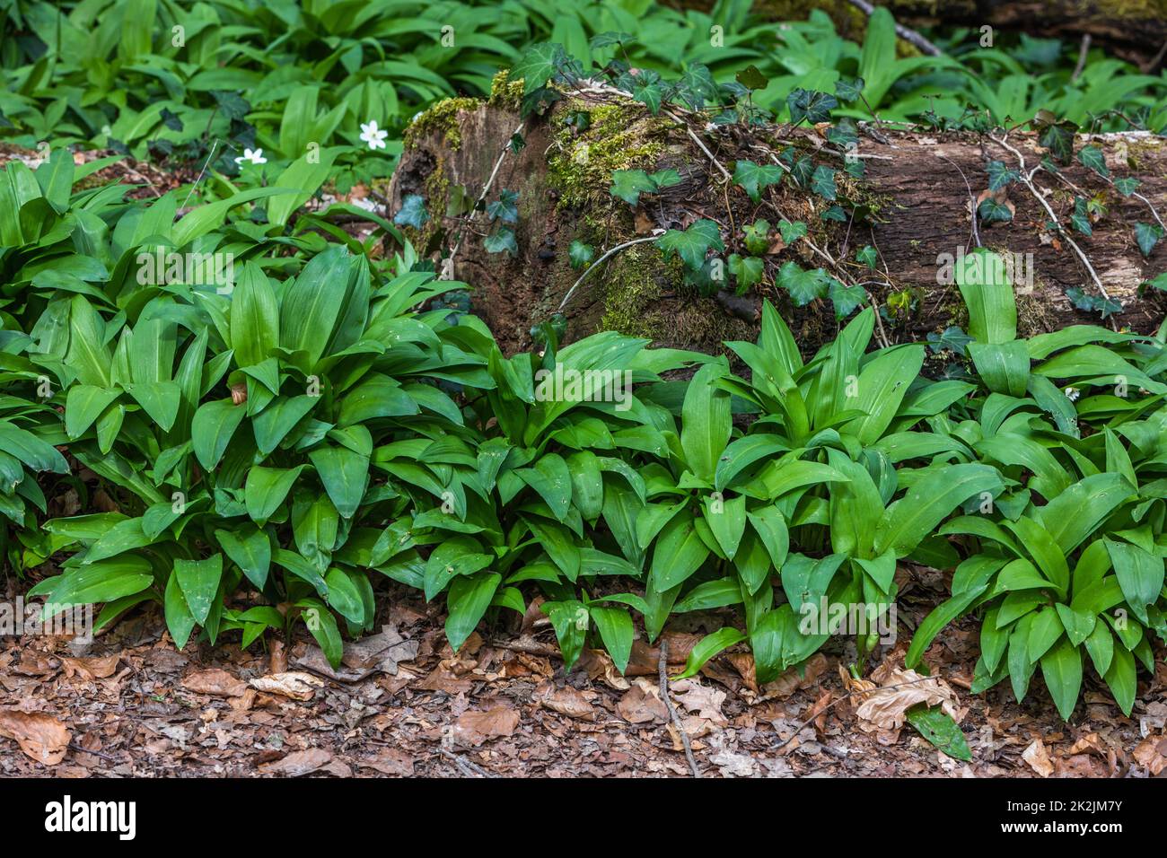 fresh growing wild garlic Stock Photo - Alamy