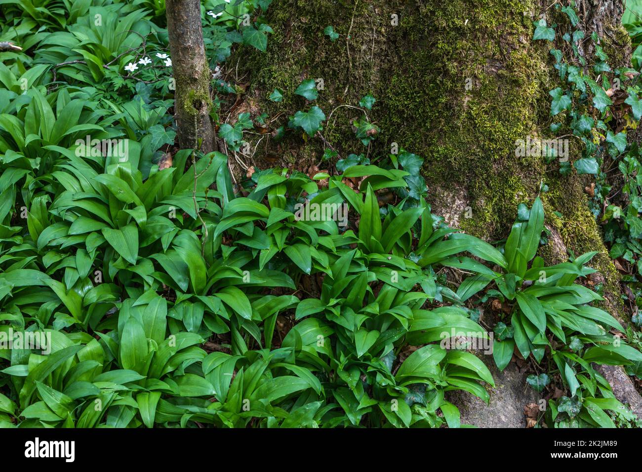 stem of a tree with wild garlic Stock Photo - Alamy