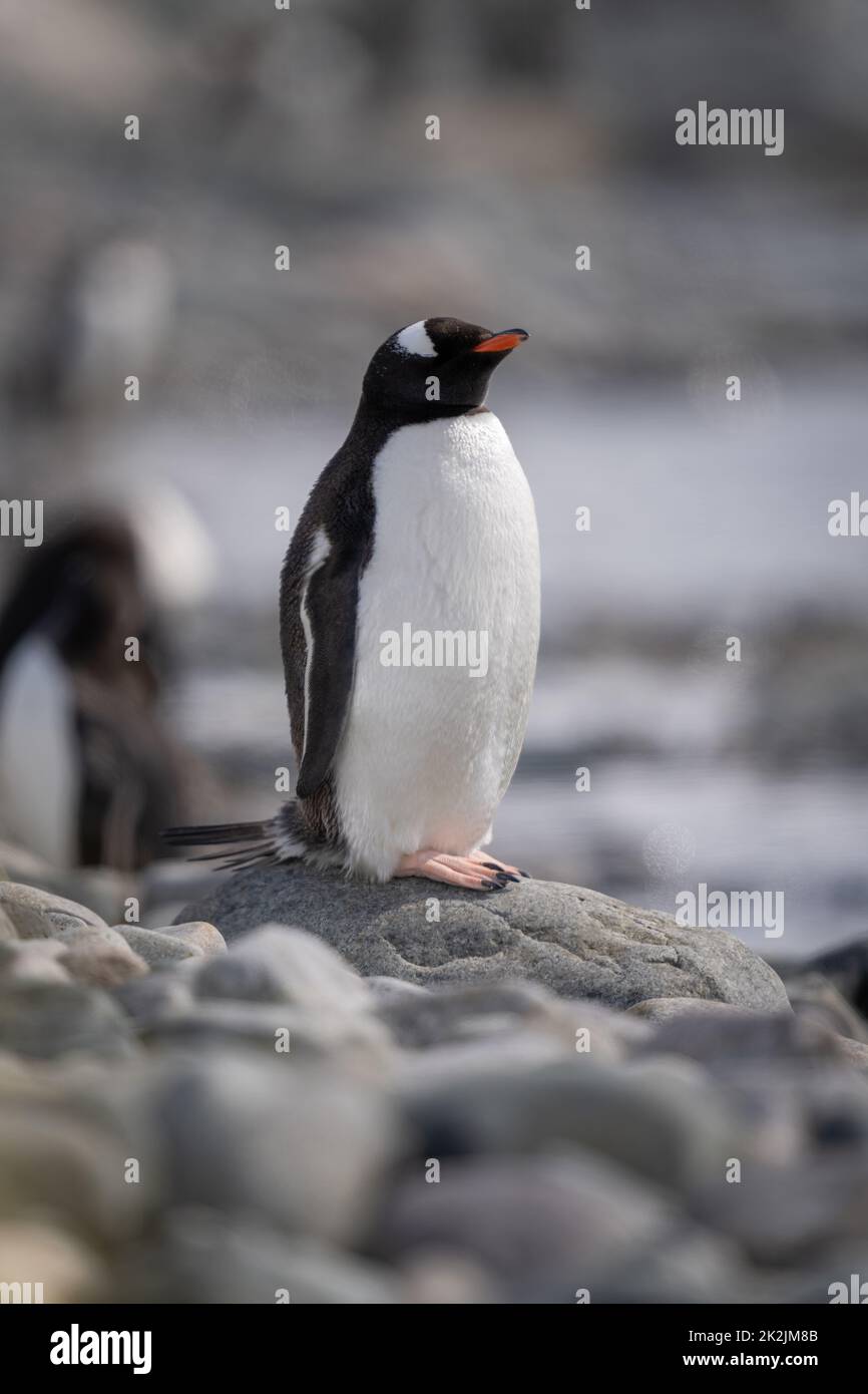 Penguin on rock hi-res stock photography and images - Alamy