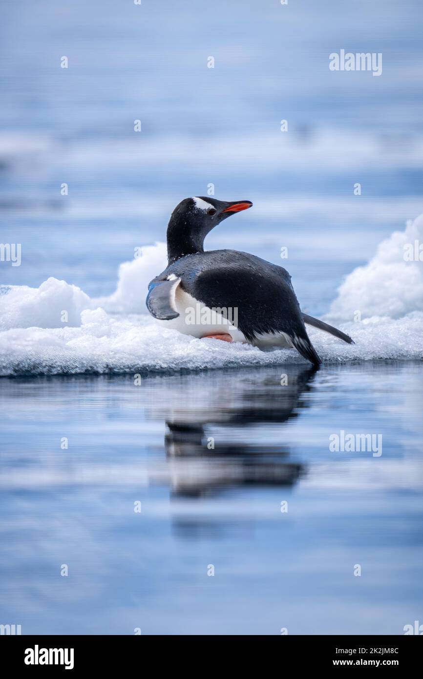 Penguin lying down hi-res stock photography and images - Alamy