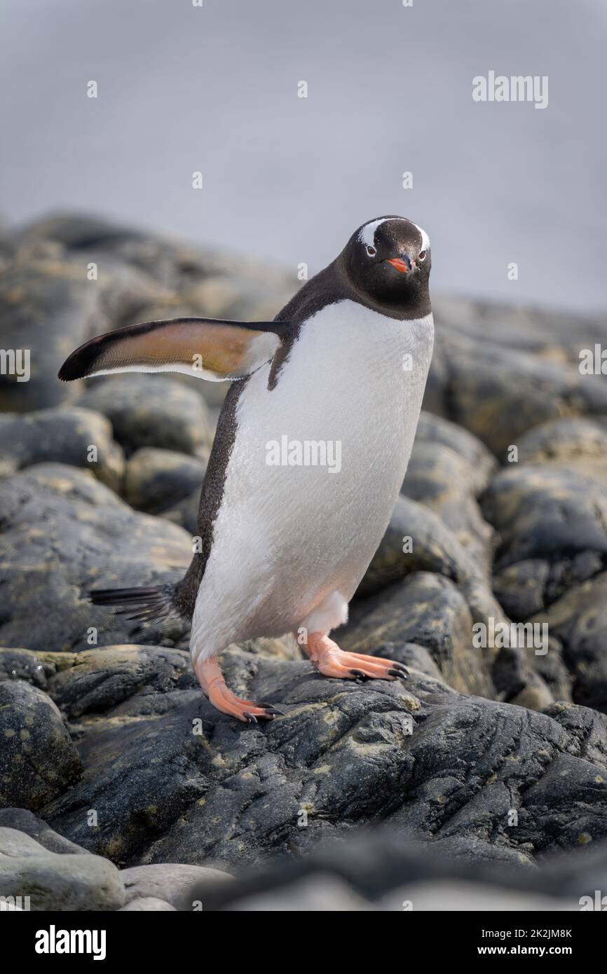 Animal flippers hi-res stock photography and images - Alamy