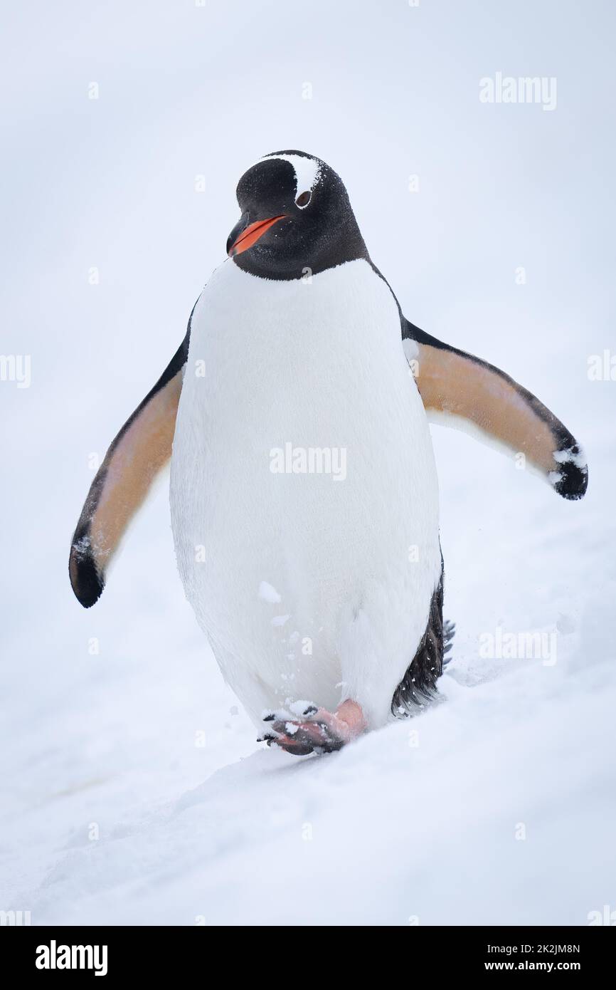 Penguin slope hi-res stock photography and images - Alamy